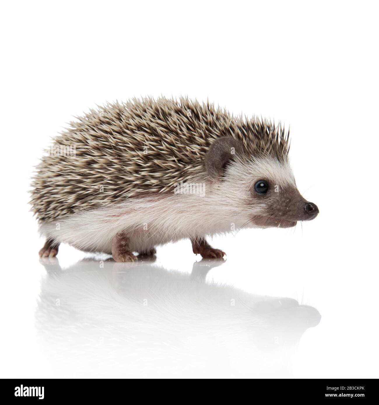 side view of cute african hedgehog searching and exploring, walking ...