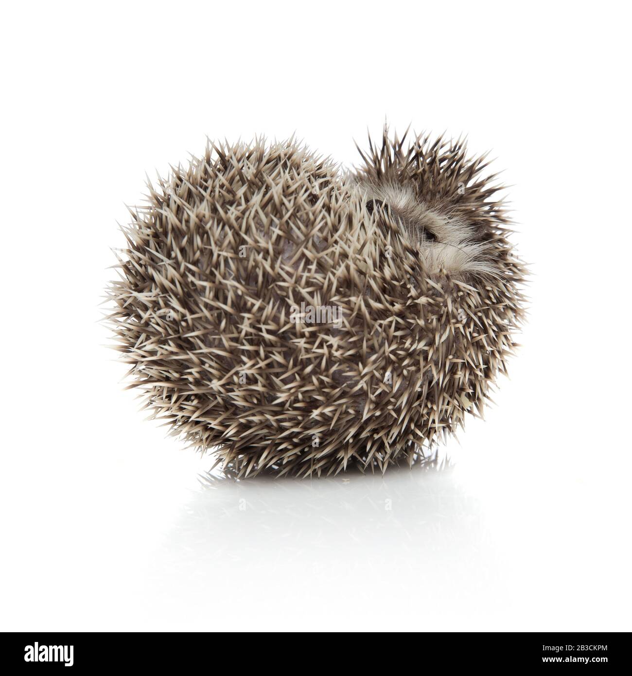 cute african hedgehog rolling back with legs up and having fun ...