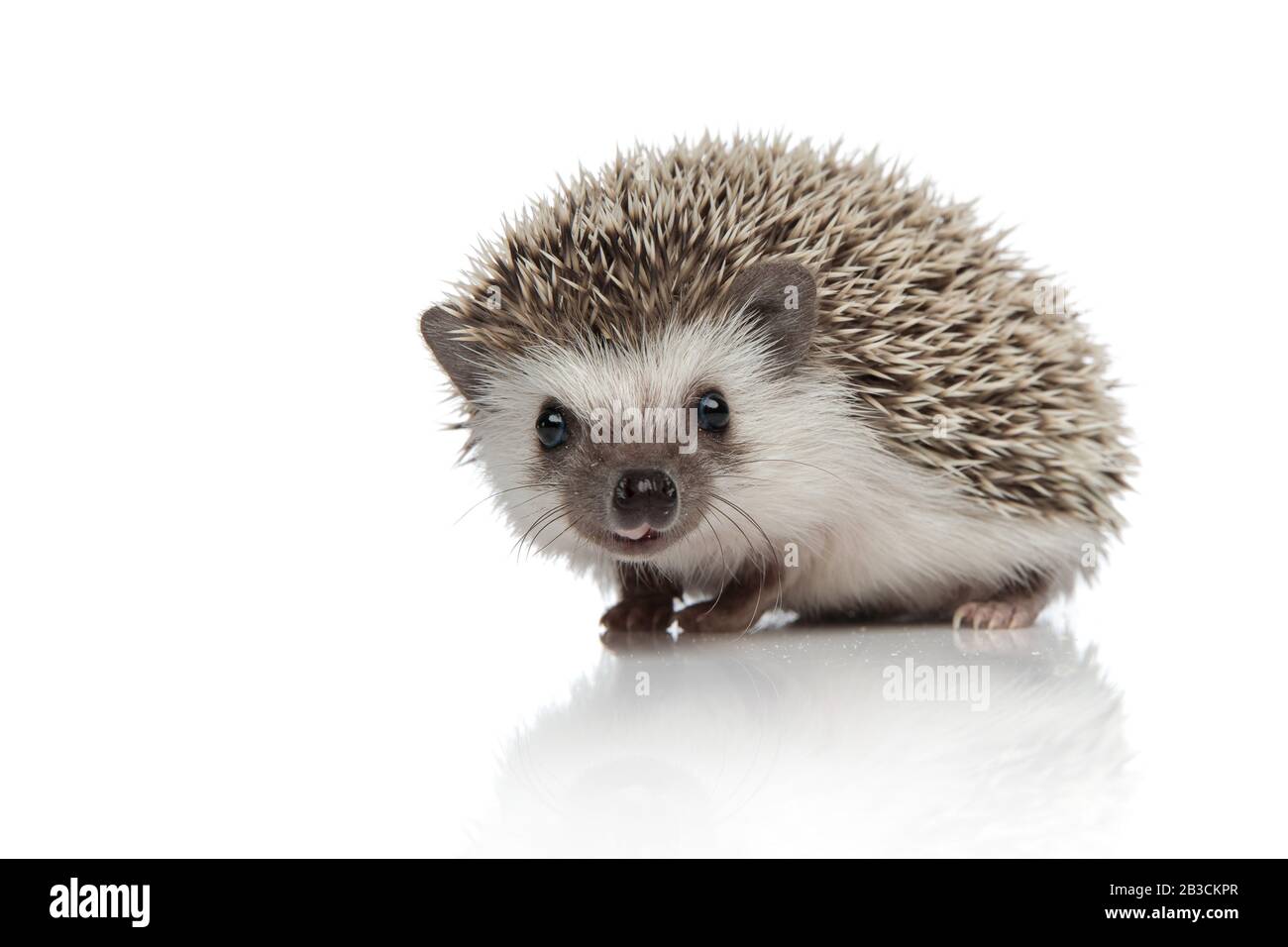 side view of adorable african hedgehog searching and walking isolated ...