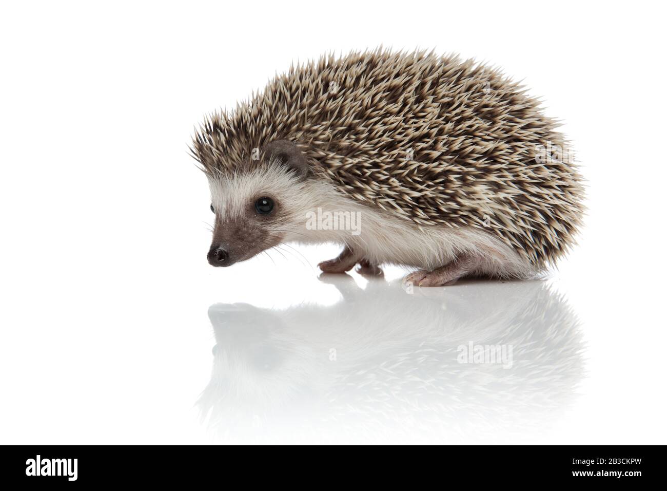 side view of cute african hedgehog walking and exploring isolated on ...