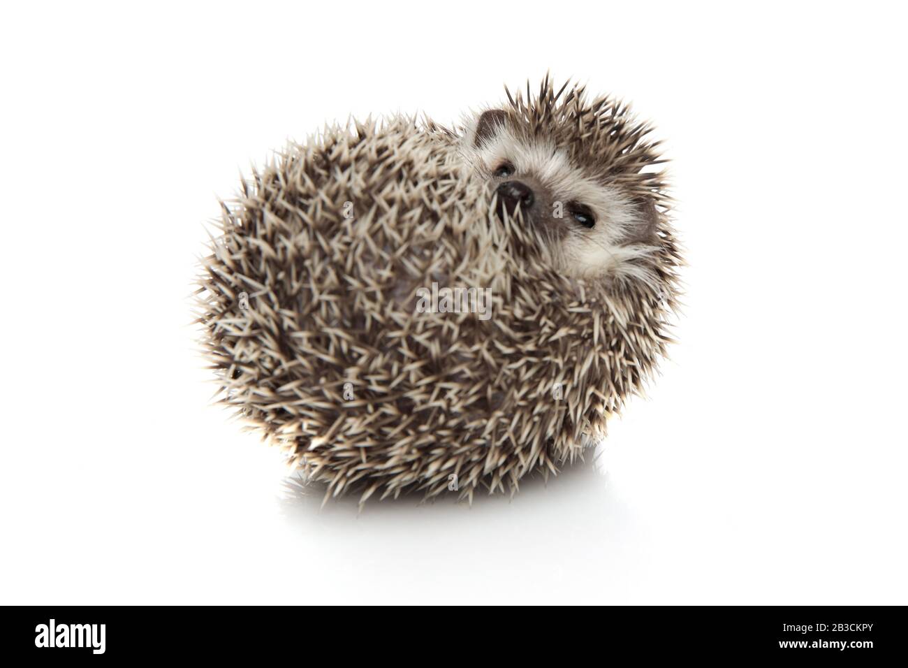 back view of cute affrican hedgehog rolling back with legs up and ...