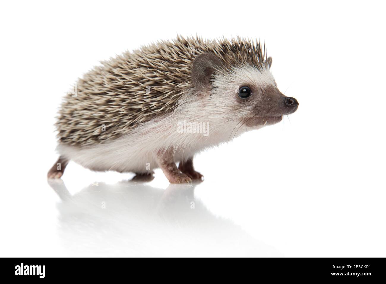 side view of cute african hedgehog searching and looking to side ...