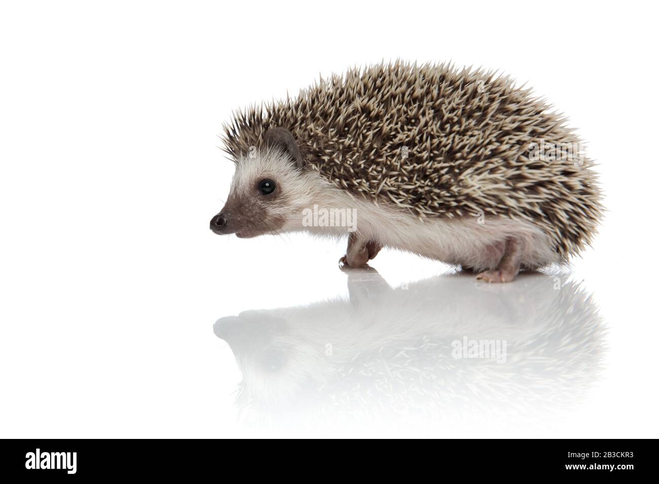 Hedgehog side view hi-res stock photography and images - Alamy