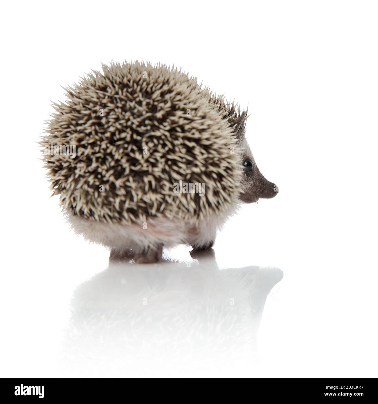 back view of cute african hedgehog walking and looking curious to side ...