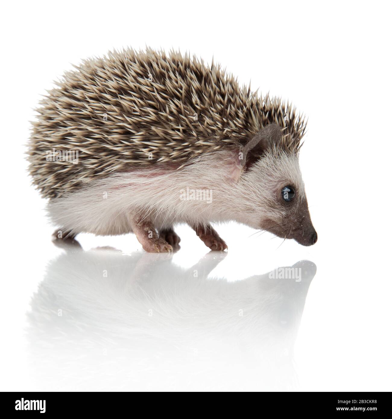 side view of curious african hedgehog sniffing and exploring, walking ...