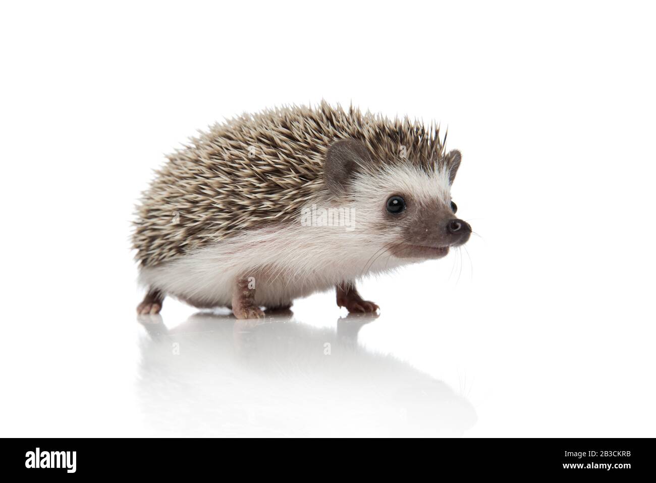 side view of curious african hedgehog searching and exploring, walking ...