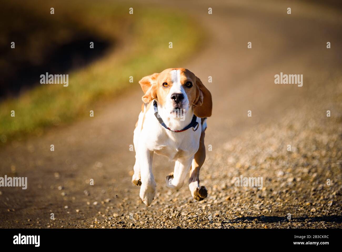 Dog Beagle running fast and jumping with tongue out on the rural path ...