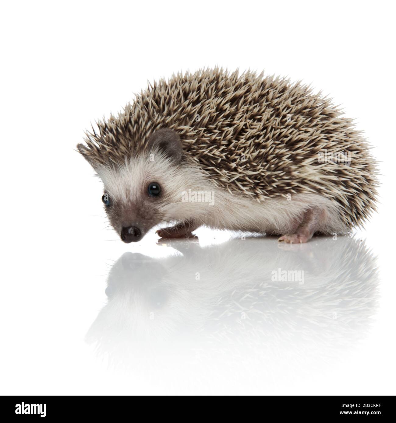 side view of cute african hedgehog sniffing and exploring isolated on ...