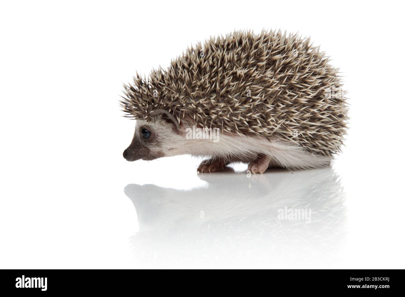 Cute hedgehog hi-res stock photography and images - Alamy