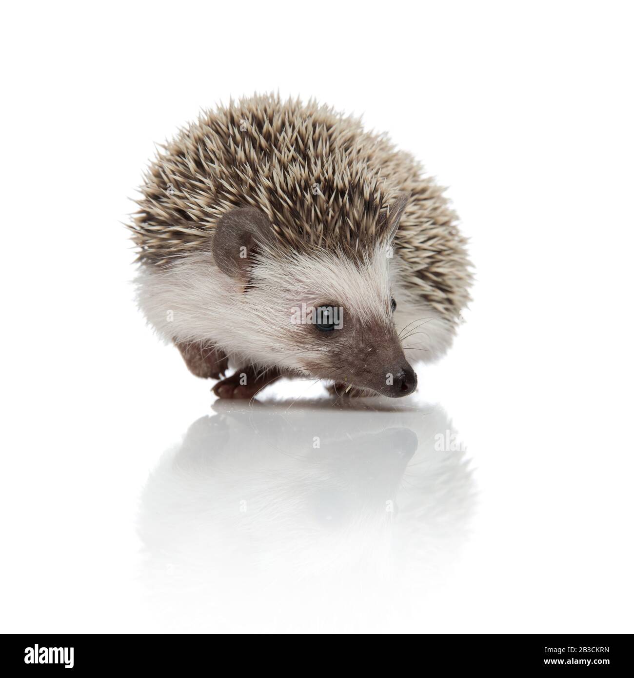 curious african hedgehog looking to side and searching, walking ...