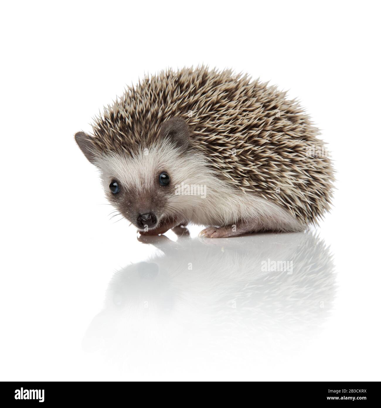side view of cute african hedgehog searching and exploring isolated on ...