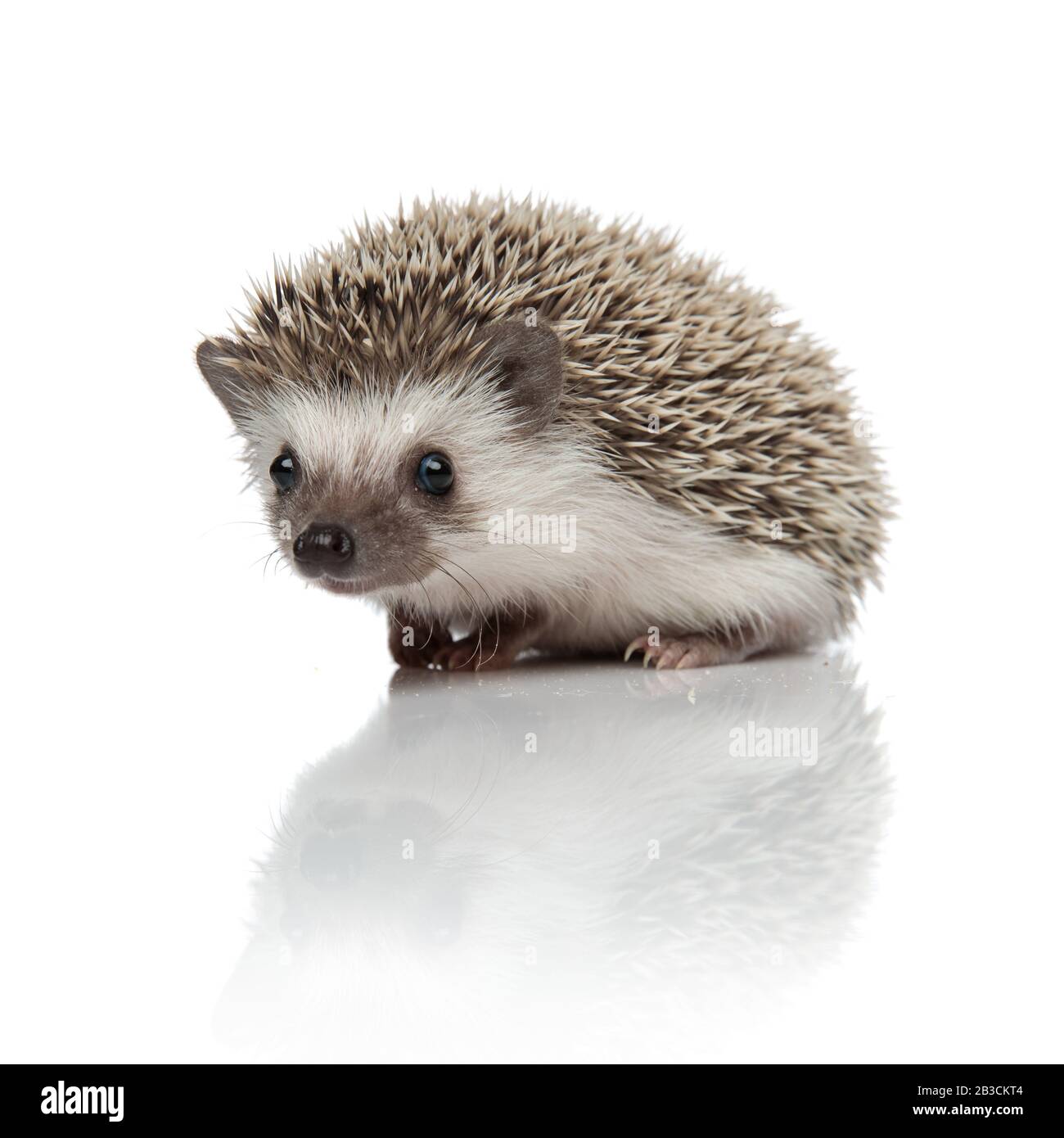 cute african hedgehog sitting isolated on white background, full body ...