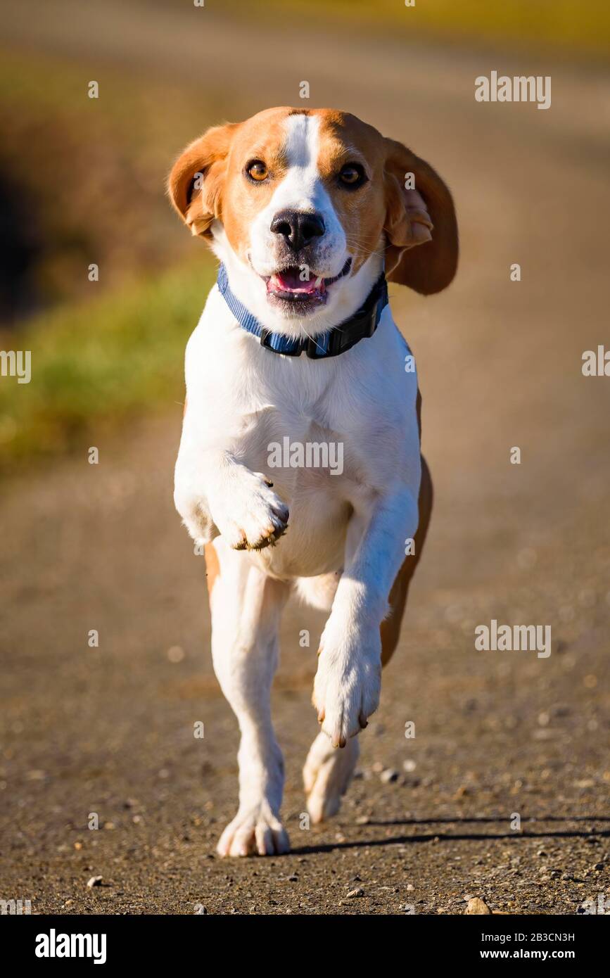 Dog Beagle running fast and jumping with tongue out on the rural path ...