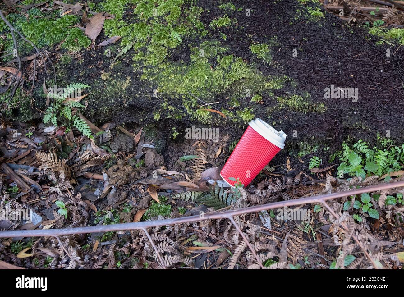 Red disposable coffee cup lying on the forest ground - ecology concept ...