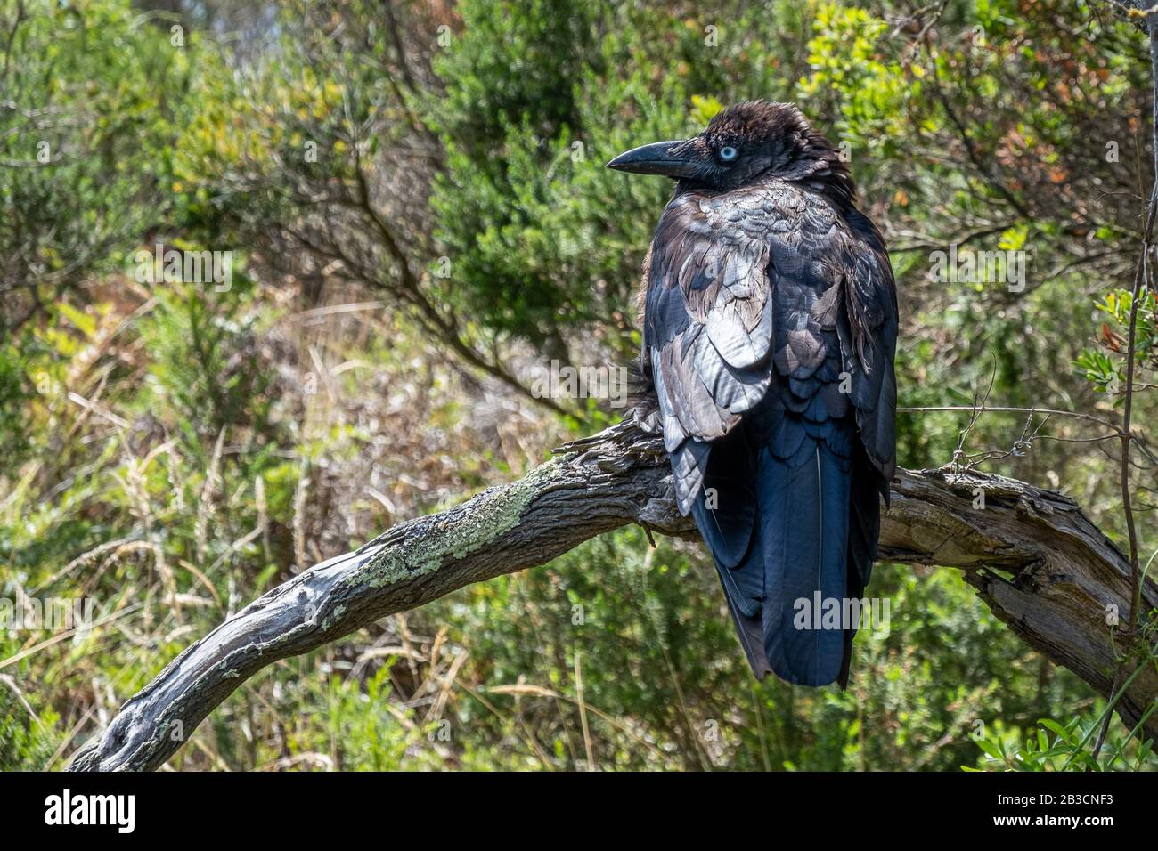 Raven perching on branch hi-res stock photography and images - Alamy