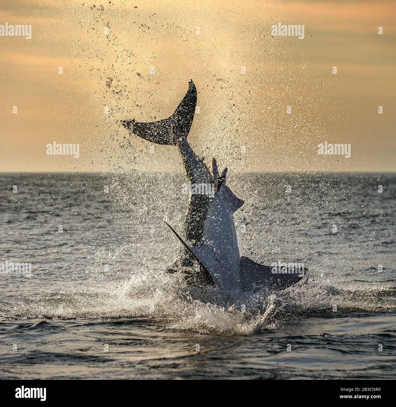 Jumping Great White Shark. Scientific name: Carcharodon carcharias ...