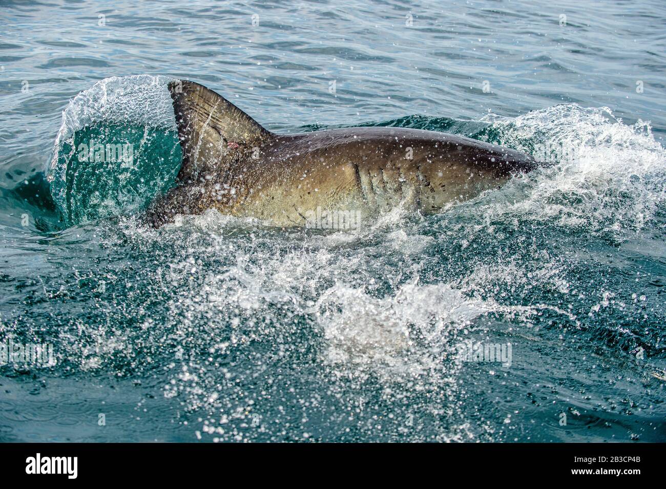 Shark back and dorsal fin above water. Fin of great white shark ...