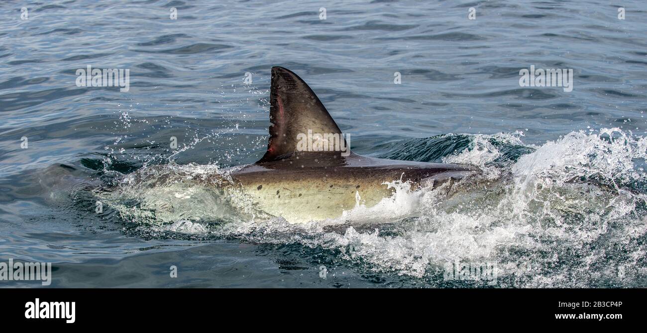 Shark back and dorsal fin above water. Fin of great white shark ...