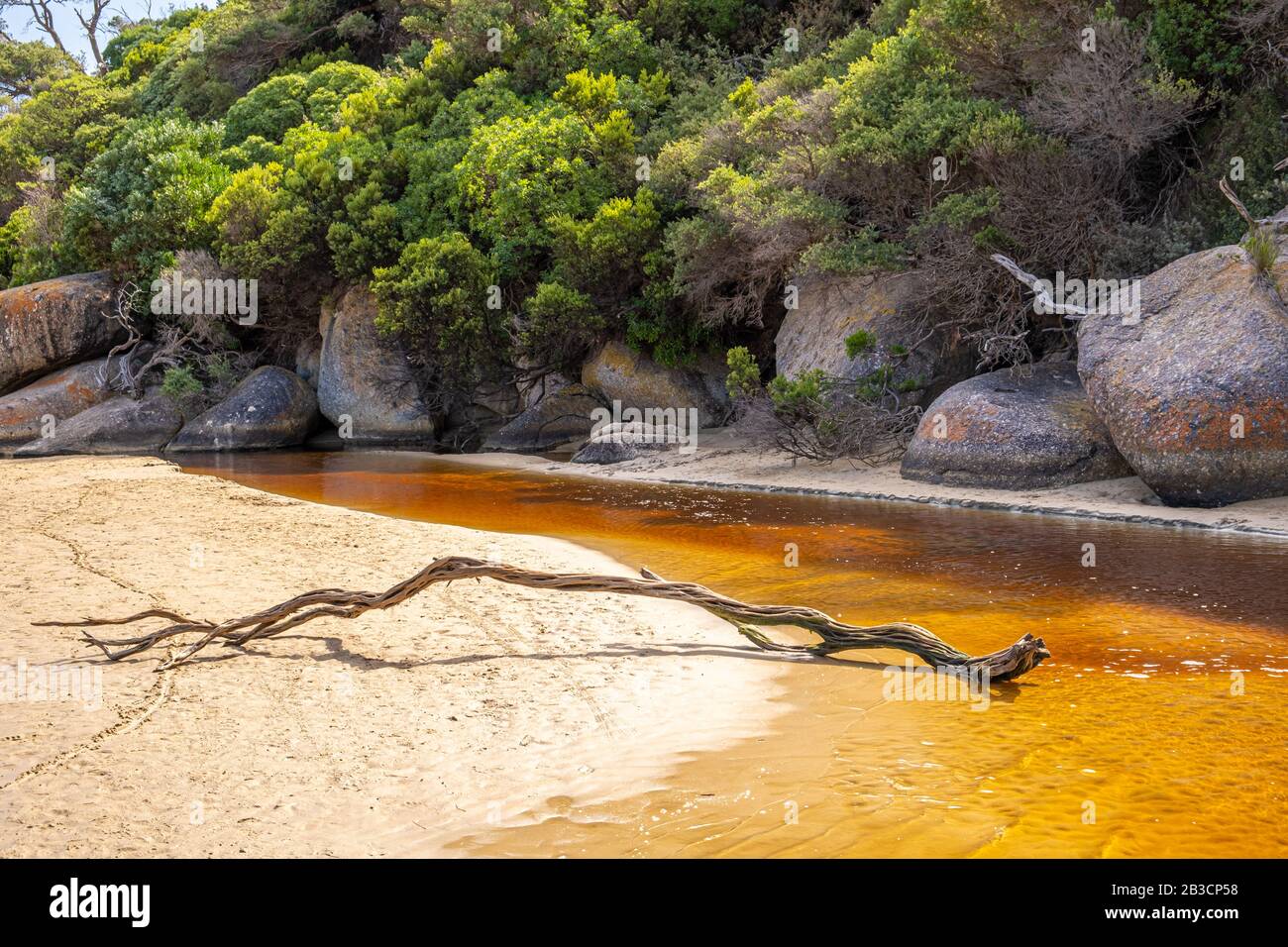 Dry tree branch on the sand at Tidal River, Wilsons Prom, Australia ...