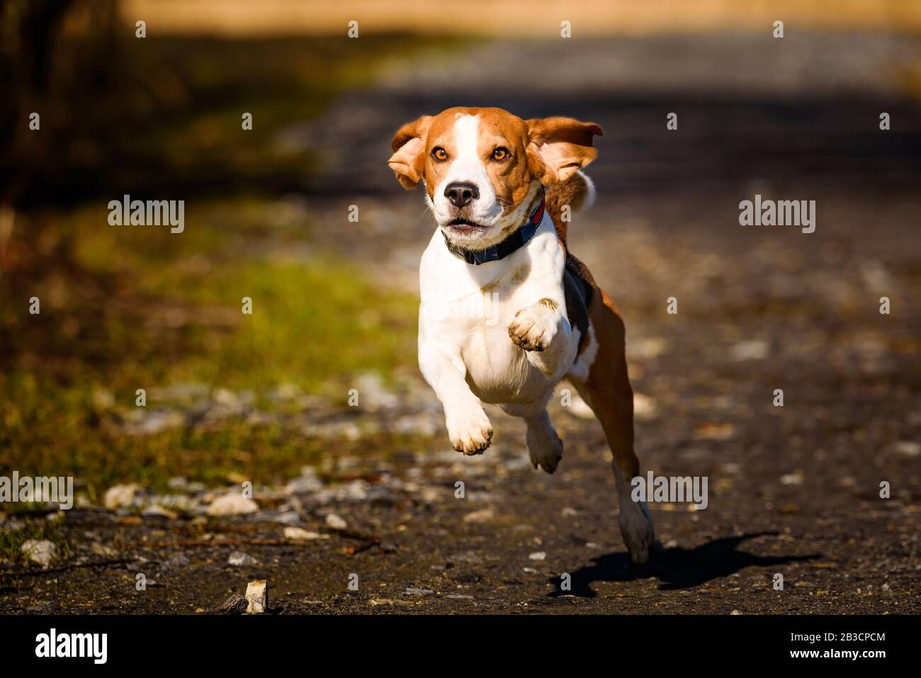 Puppy Running Fast