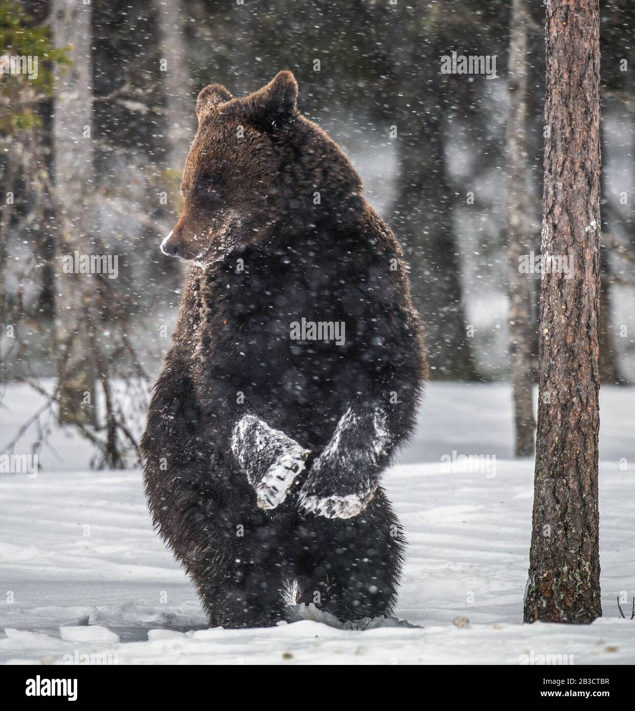 Brown bear standing on his hind legs on the snow in the winter forest ...