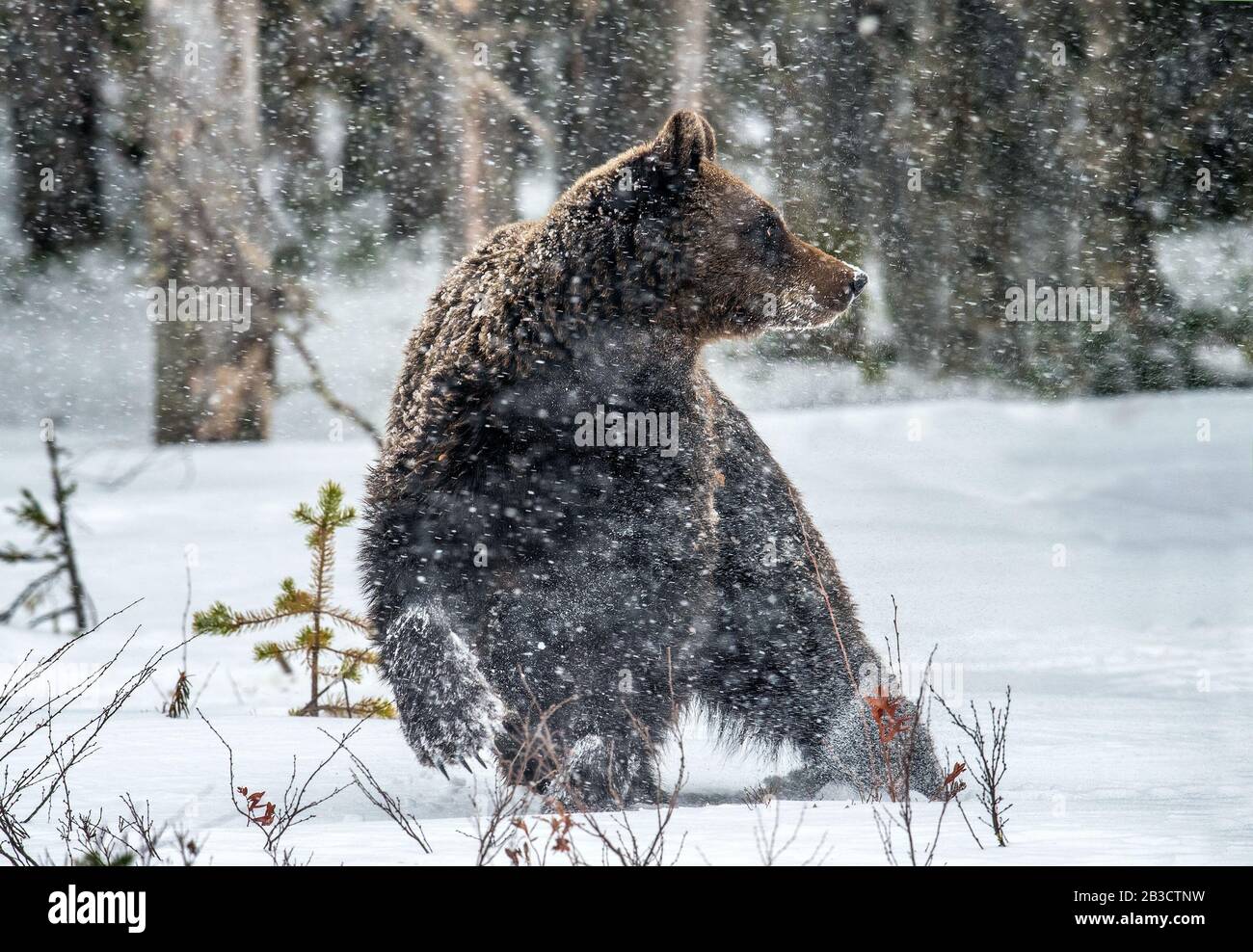 Brown bear on the snow in the winter forest. Front view. Snowfall ...