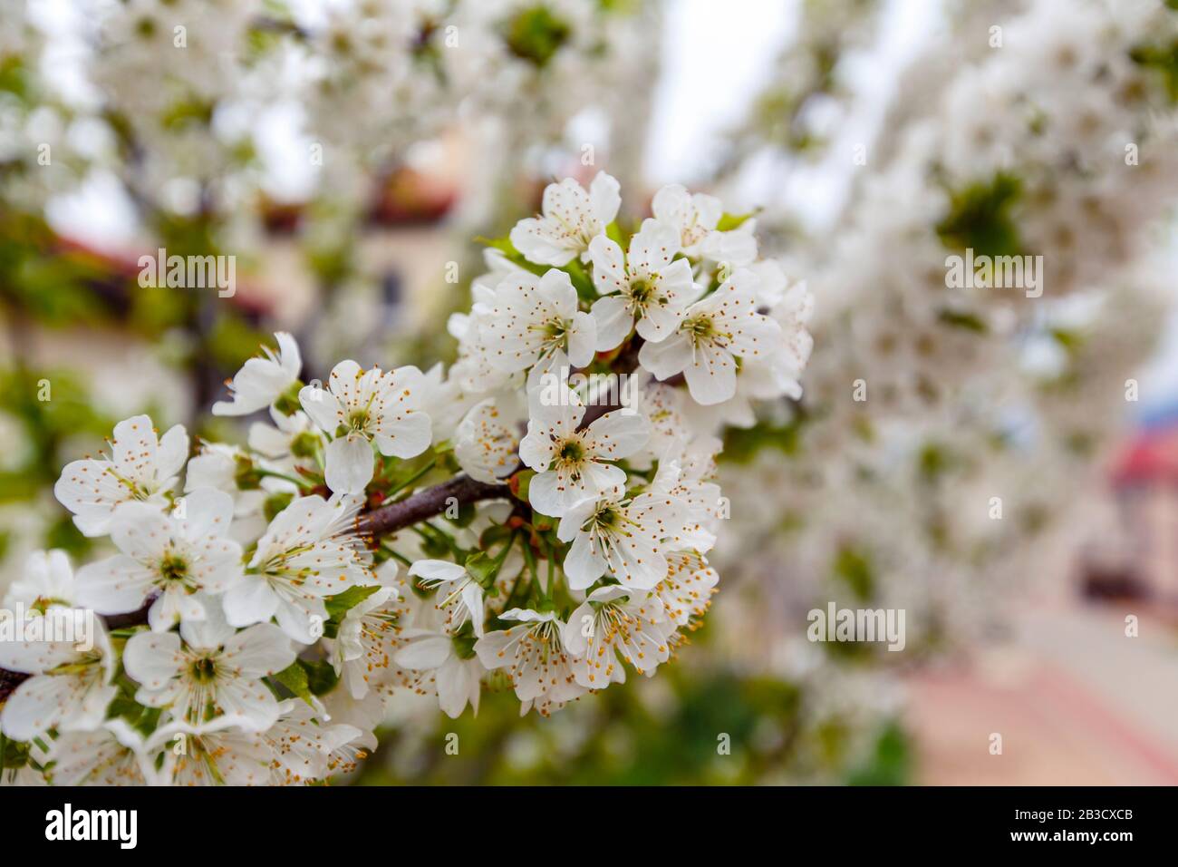 Spring cherry blossom in the garden.Lots of white cherry blossoms on a ...