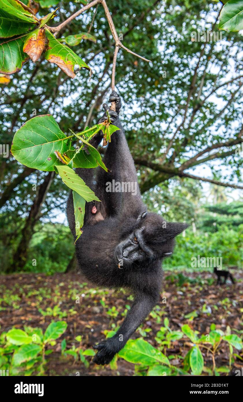The Celebes crested macaque on the tree. Green natural background ...