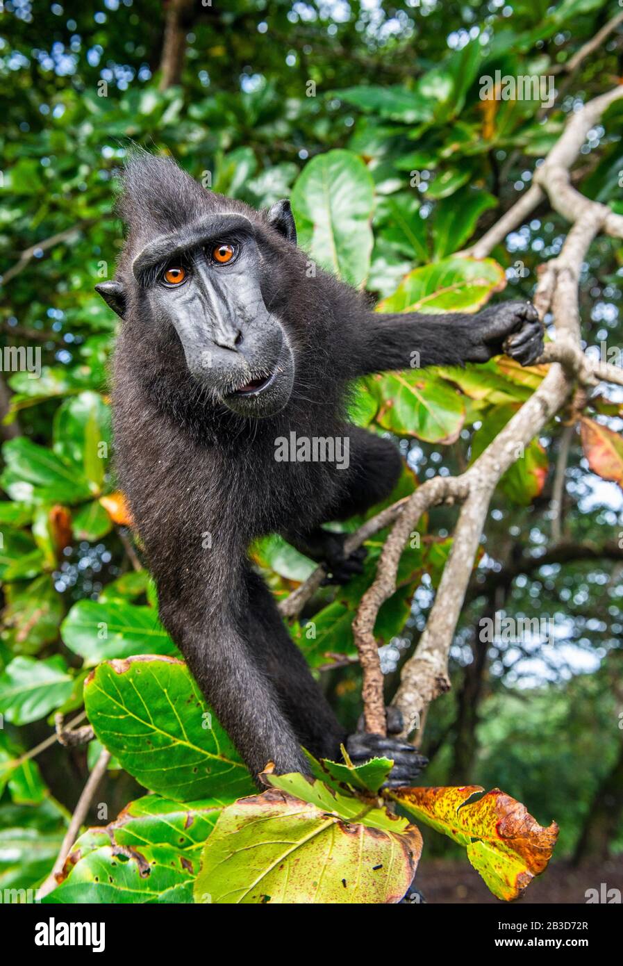 The Celebes crested macaque on the tree. Green natural background ...