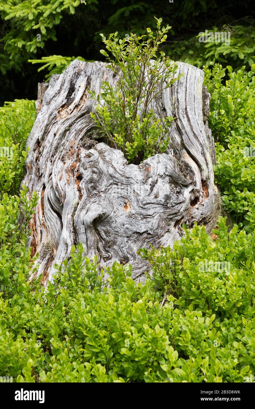 Bushes and tree hi-res stock photography and images - Alamy