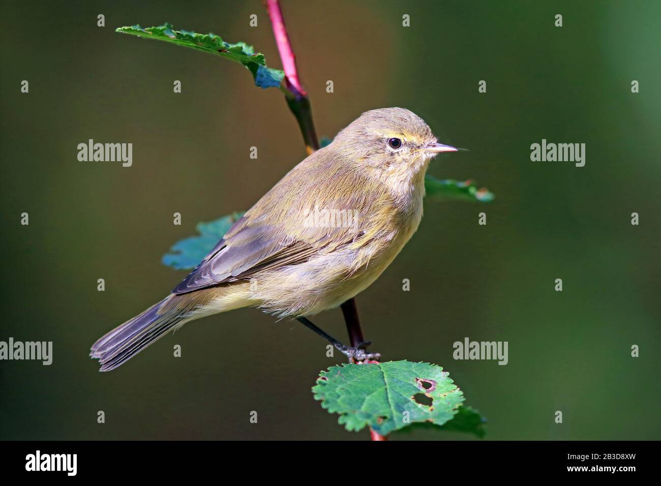 Common chiffchaff (Phylloscopus collybita) on branch, side view, Hesse ...