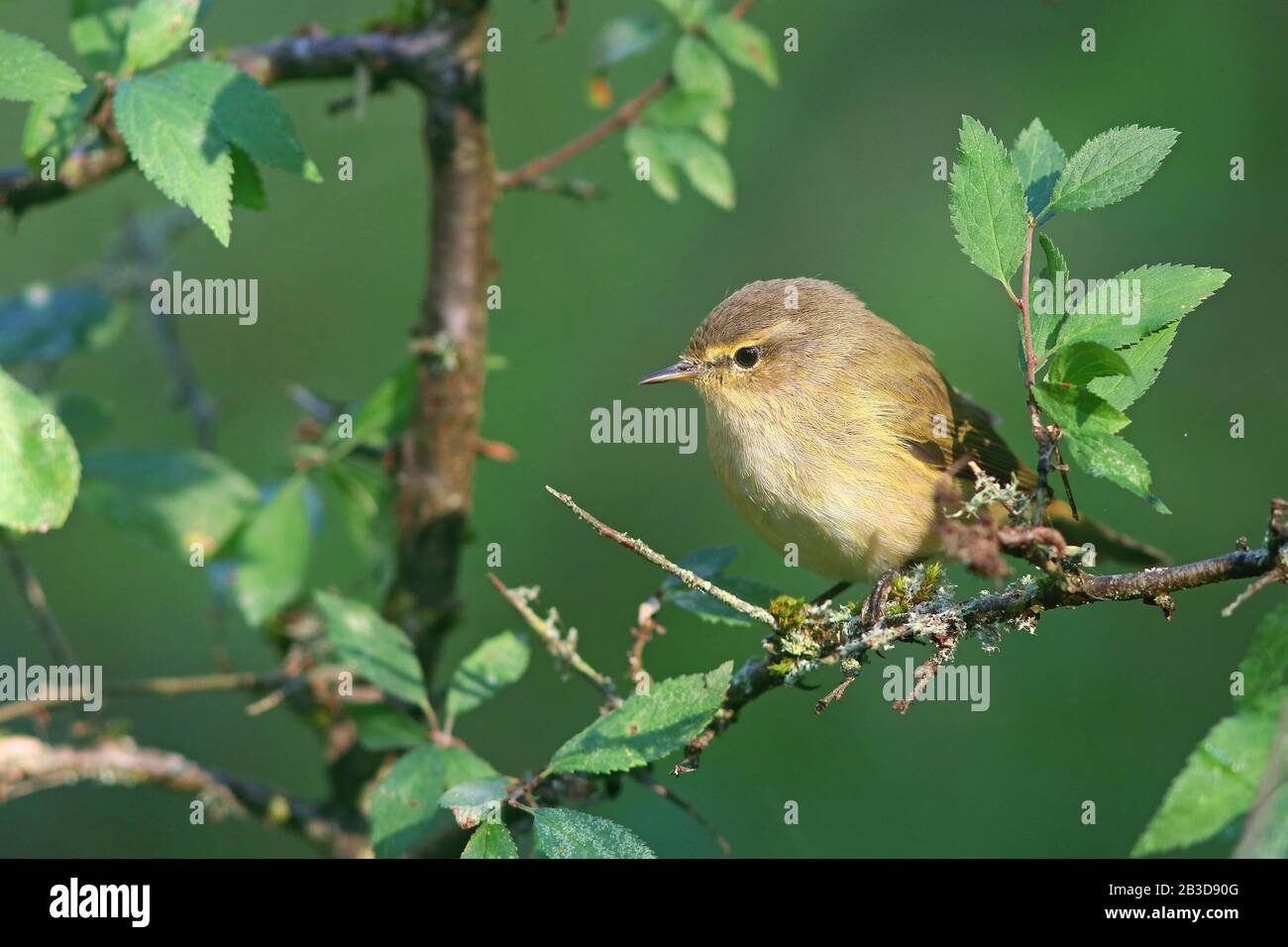 Common chiffchaff or (Phylloscopus collybita) on branch, Hesse, Germany ...