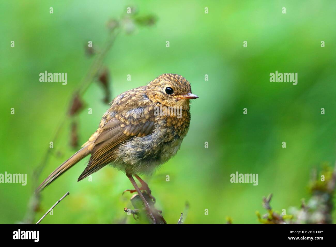 Young European robin (Erithacus rubecula), young bird on a branch ...