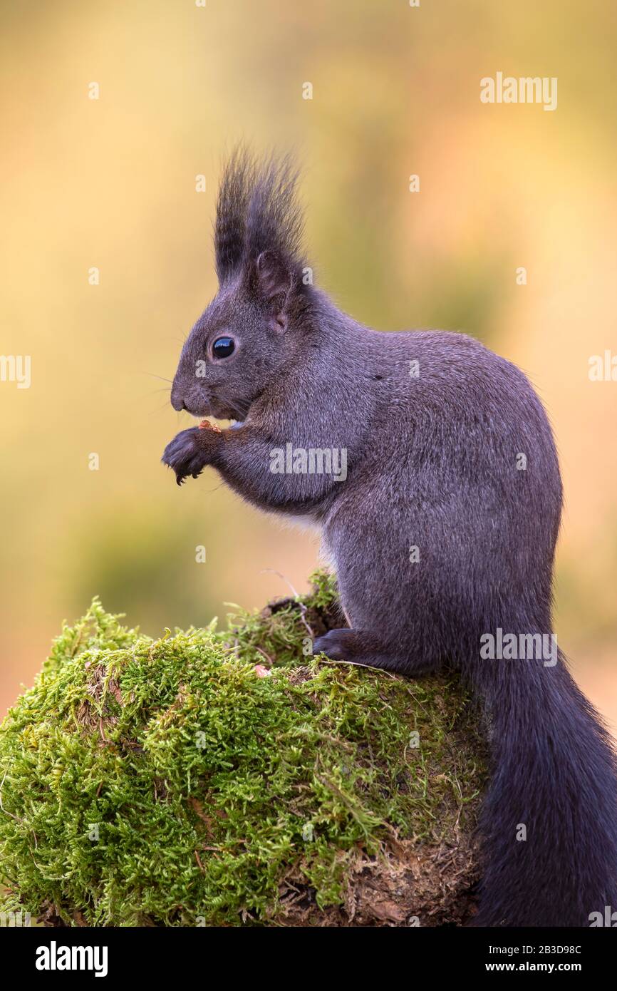 Eurasian red squirrel (Sciurus vulgaris), dark phase, sitting on a ...