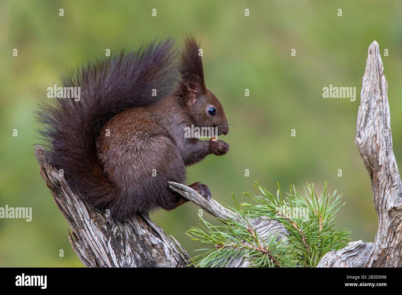 Eurasian red squirrel (Sciurus vulgaris), sits laterally on a root and ...
