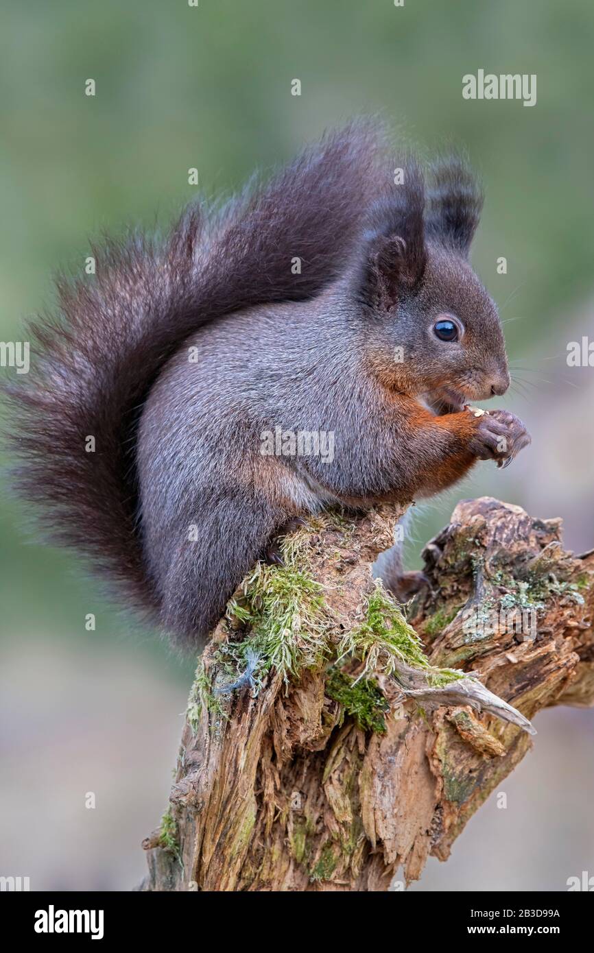 Eurasian red squirrel (Sciurus vulgaris), dark phase, sitting on a tree ...