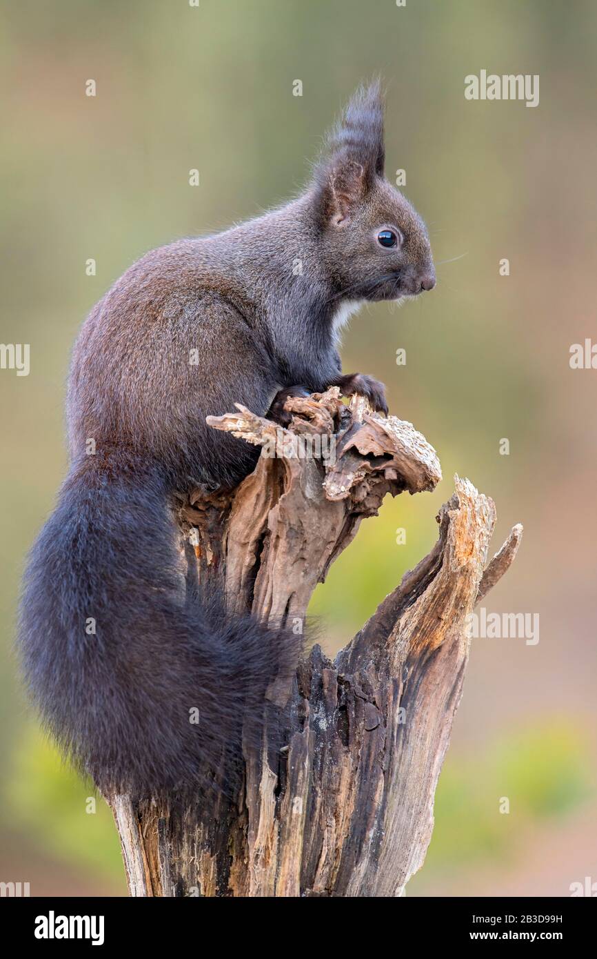 Eurasian red squirrel (Sciurus vulgaris), dark phase, sitting on a tree ...