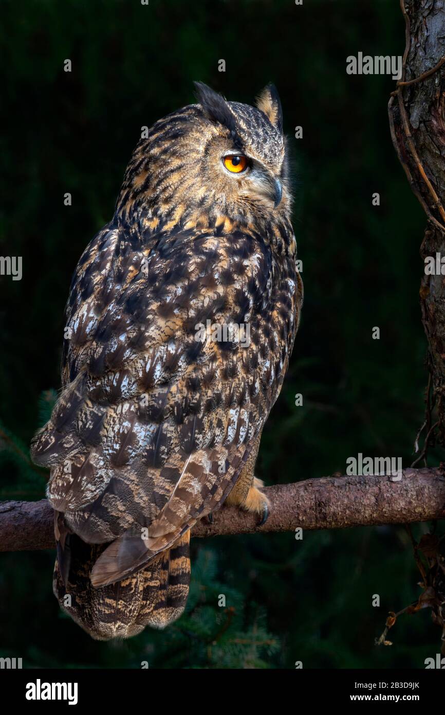 Eurasian eagle-owl (Bubo bubo), sitting on a branch, captive, Alpine ...