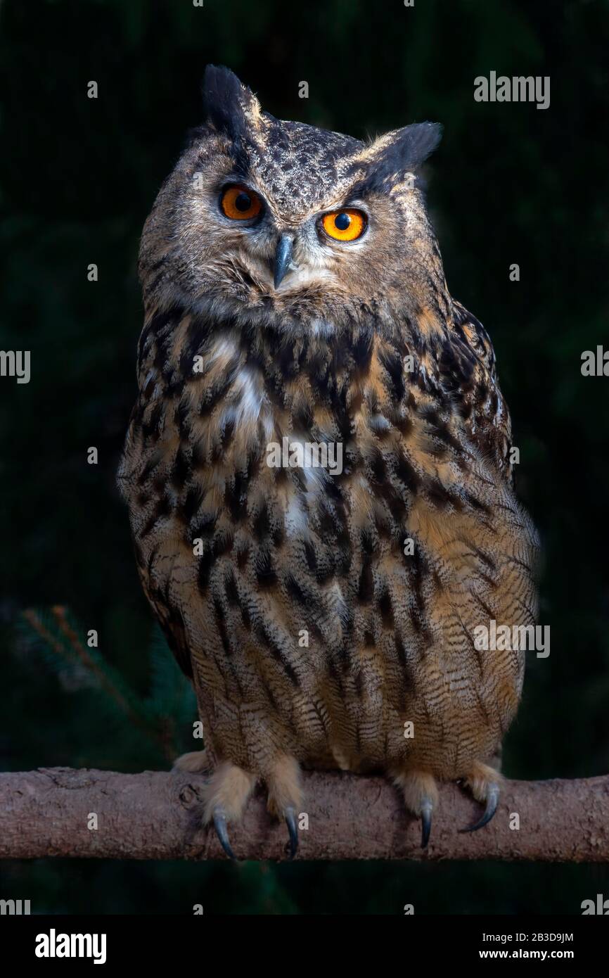 Eurasian eagle-owl (Bubo bubo), sitting on a branch, captive, Alpine ...