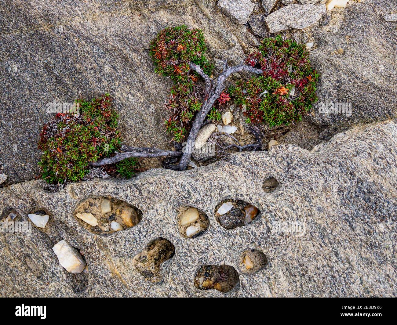 Wind shaped juniper tree (Juniperus) growing between rocks, windswept ...