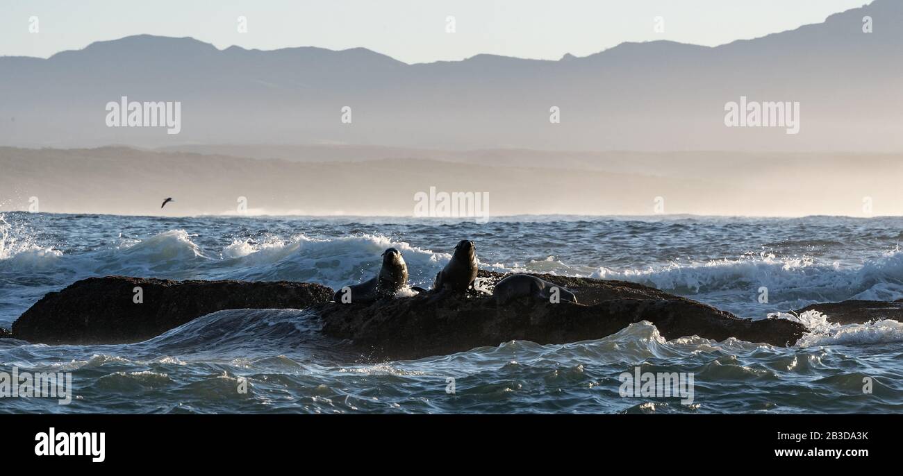 Seascape of storm morning. The colony of seals on the rocky island in ...