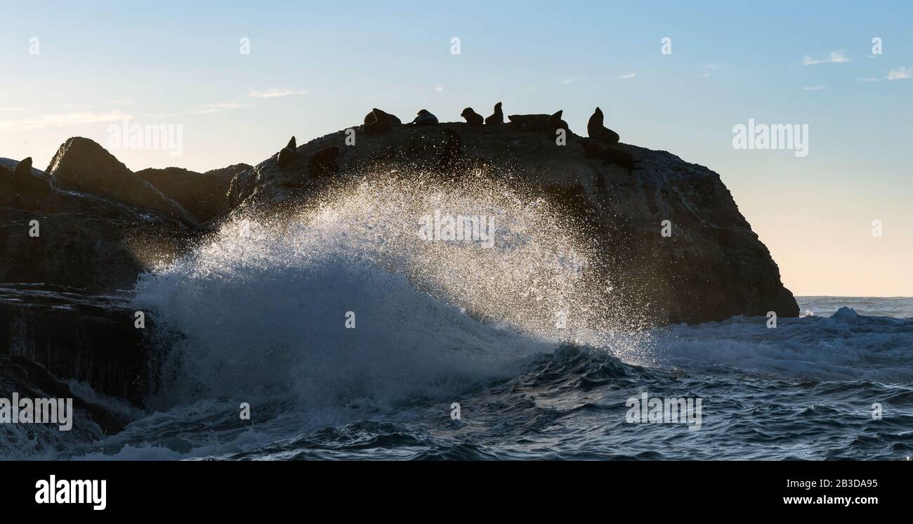 Seascape of storm morning. The colony of seals on the rocky island in ...