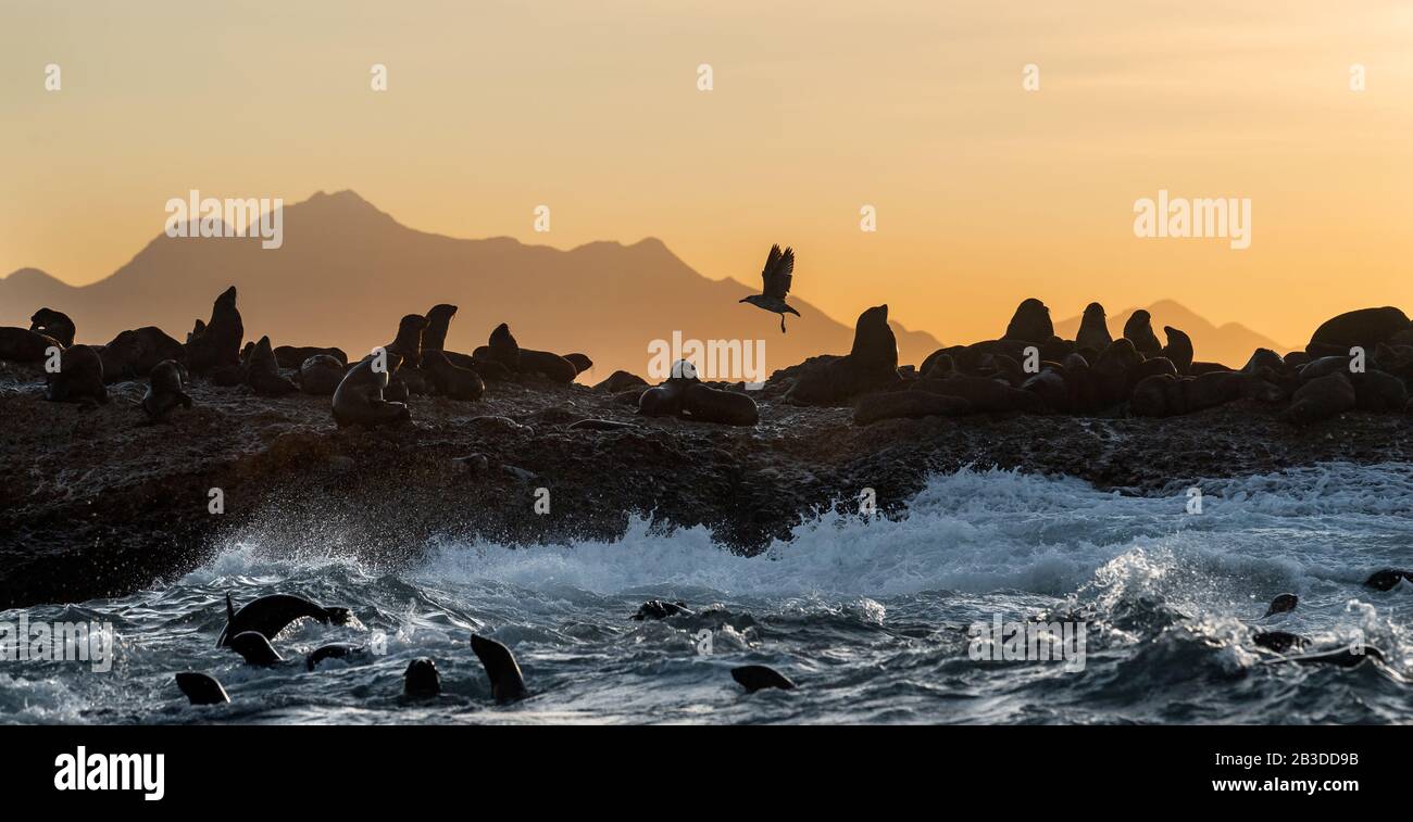 Mossel bay and animals hi-res stock photography and images - Alamy