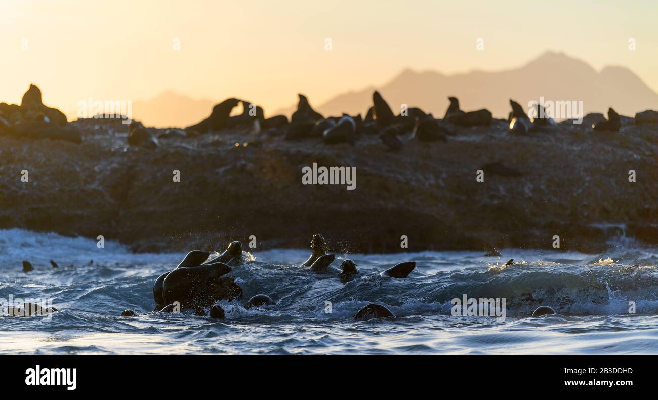 Colony of seals ( Cape Fur Seals ) on the rocky island in the ocean ...