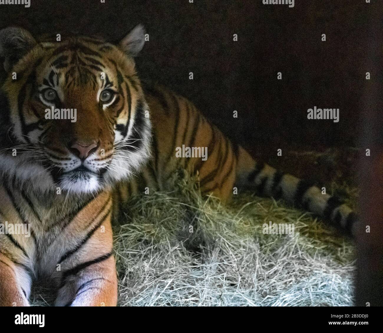 Close up of tiger face, powerful dangerous intense wild siberian tiger ...