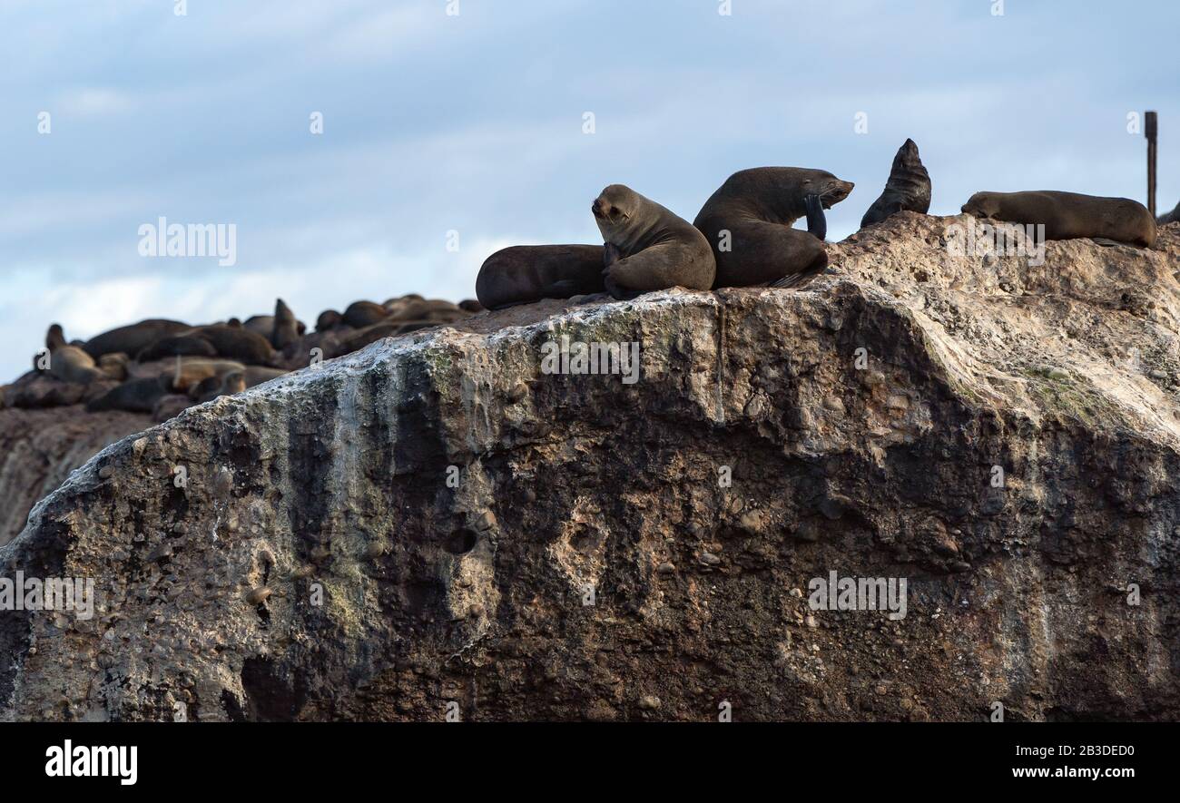 Seascape. The colony of seals ( Cape Fur Seals ) on the rocky island in ...