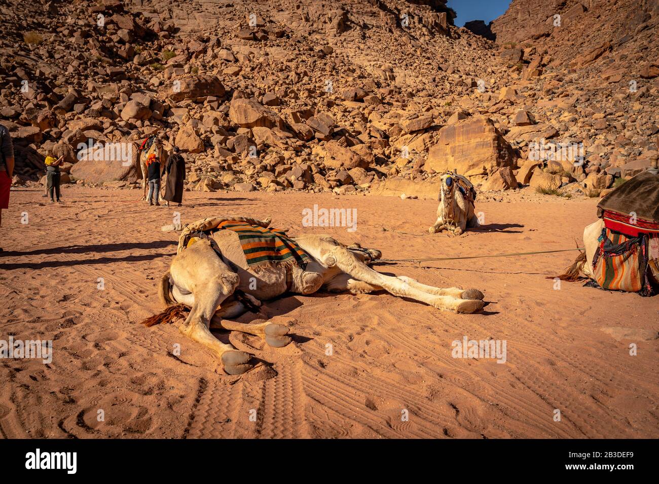 Camel sleeping hi-res stock photography and images - Alamy