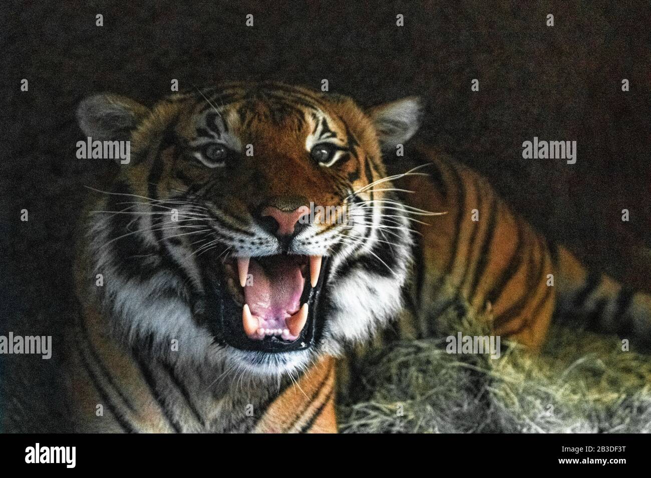 Close up of tiger face, powerful dangerous intense wild siberian tiger ...