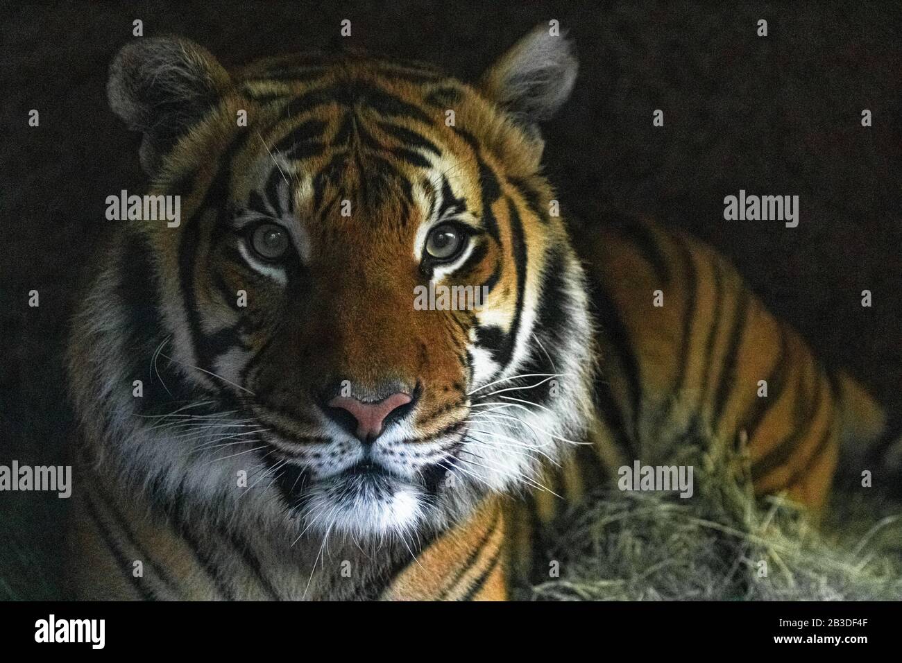 Close up of tiger face, powerful dangerous intense wild siberian tiger ...