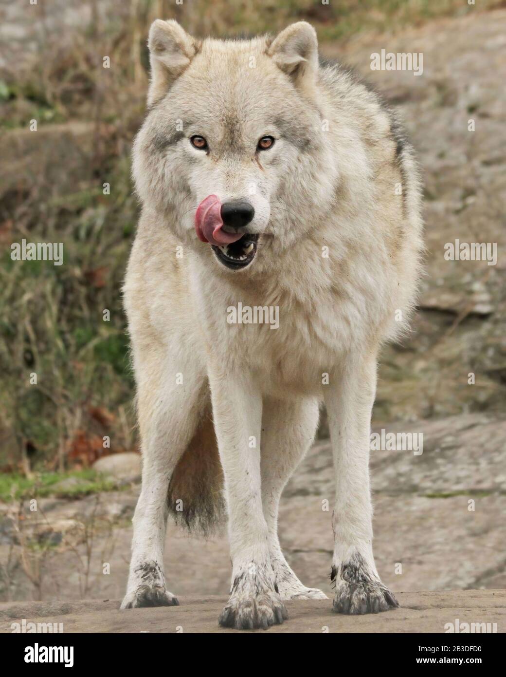 Wolf photographs hi-res stock photography and images - Alamy